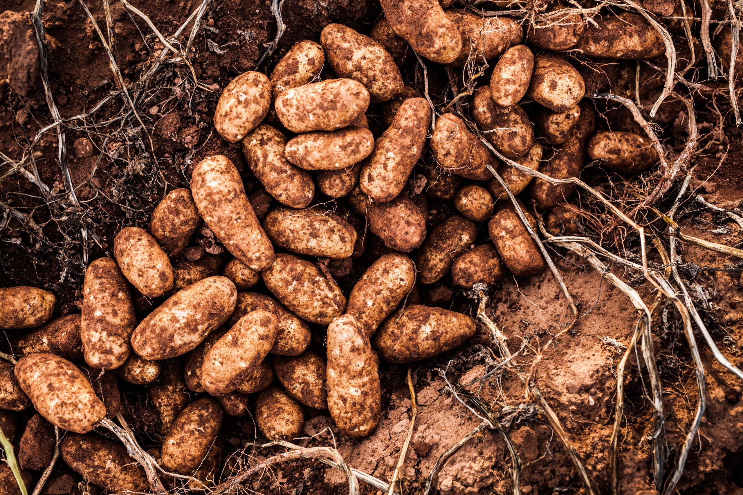 Nutrition Facts - PEI Potatoes